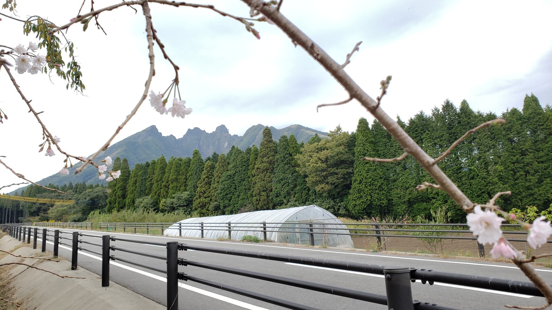 桜咲く!? 紅葉狩り🍁 阿蘇フットパス 上色見 / osaさんの阿蘇フットパス 上色見コースの活動データ | YAMAP / ヤマップ