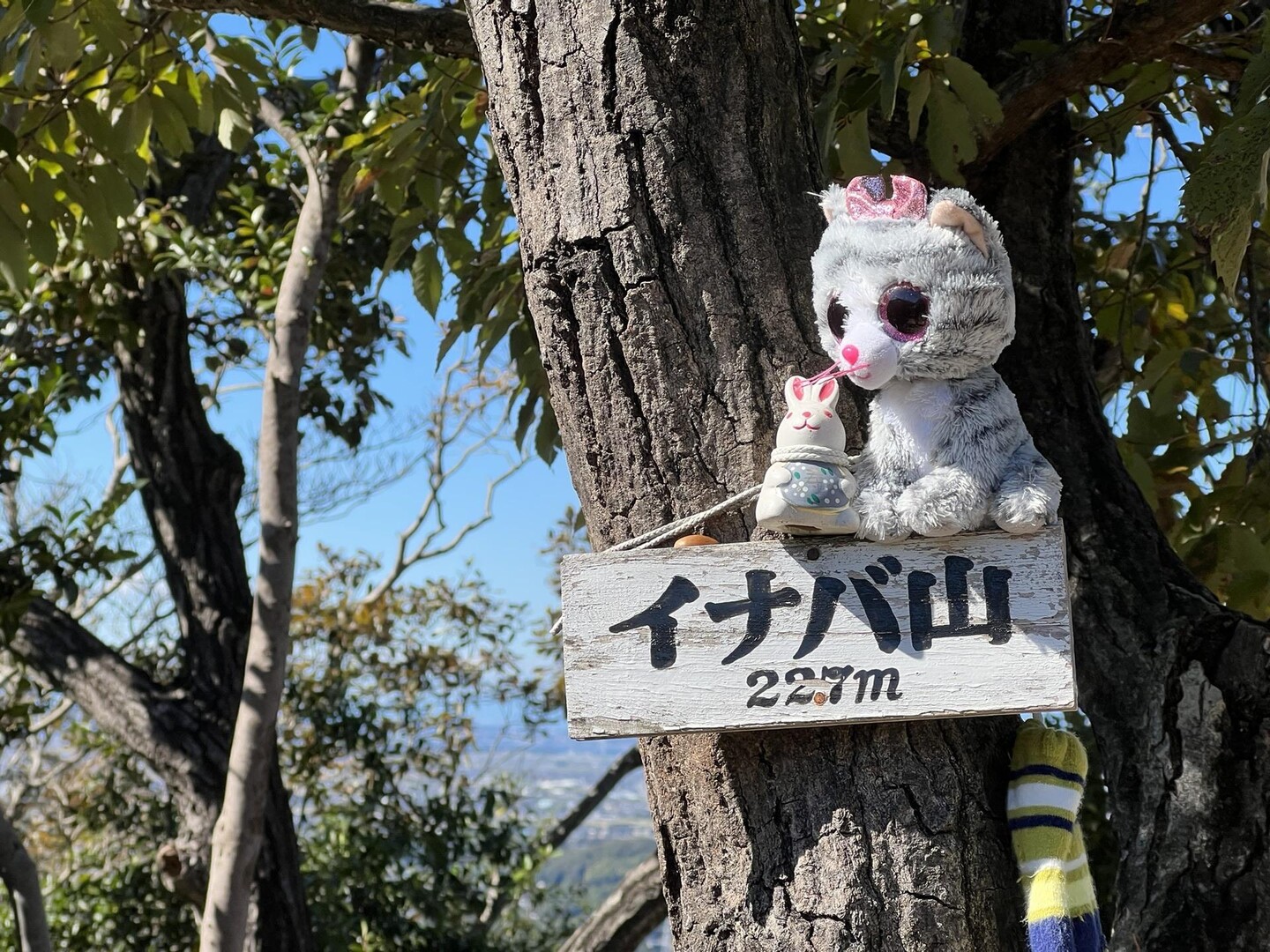 茶臼山・イナバ山 / ISSEIさんの茶臼山・万灯山の活動データ | YAMAP / ヤマップ