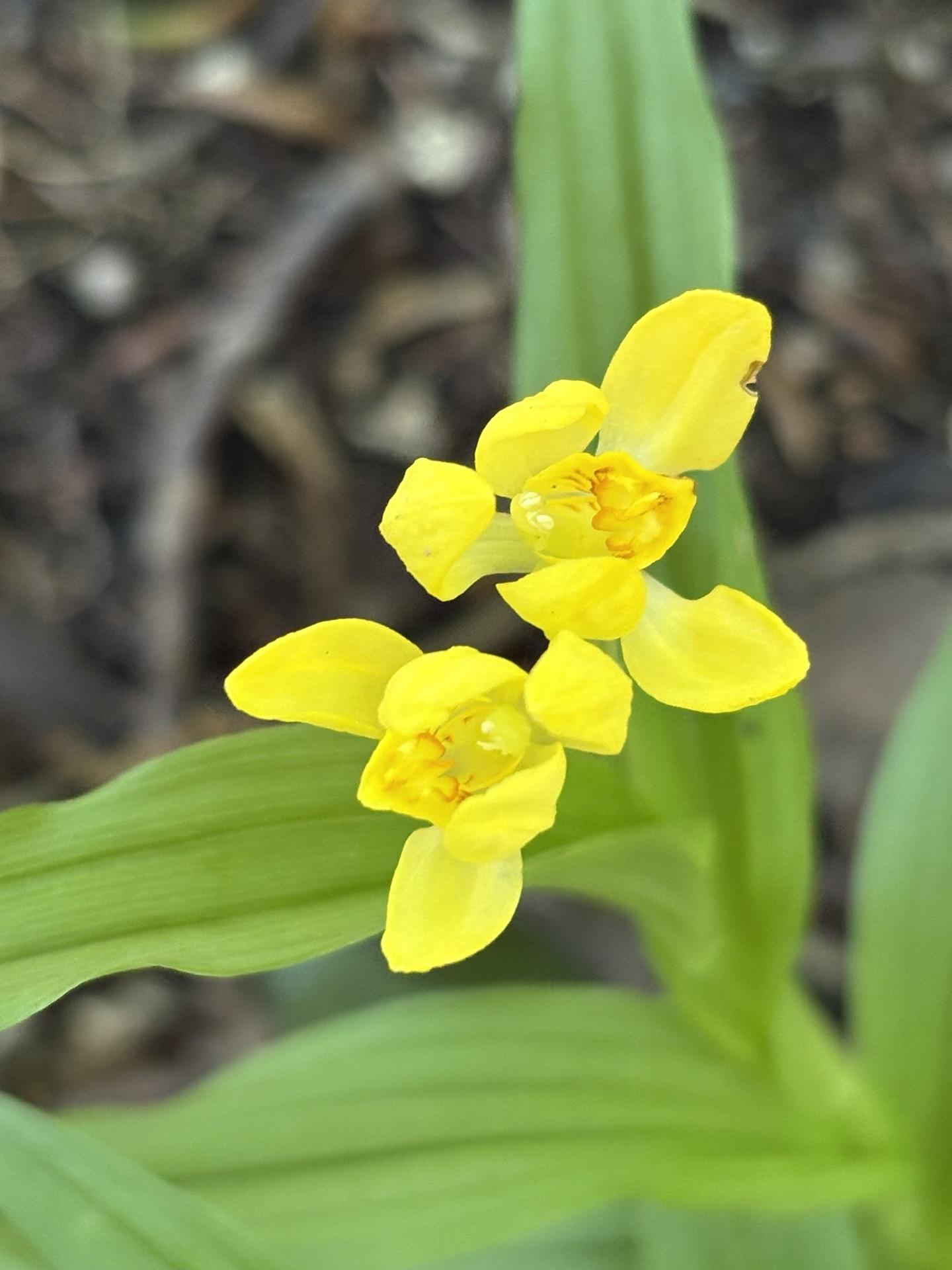 快晴 ️☀️ 天筒山 / miniさんの天筒山・中池見湿地の活動データ | YAMAP / ヤマップ