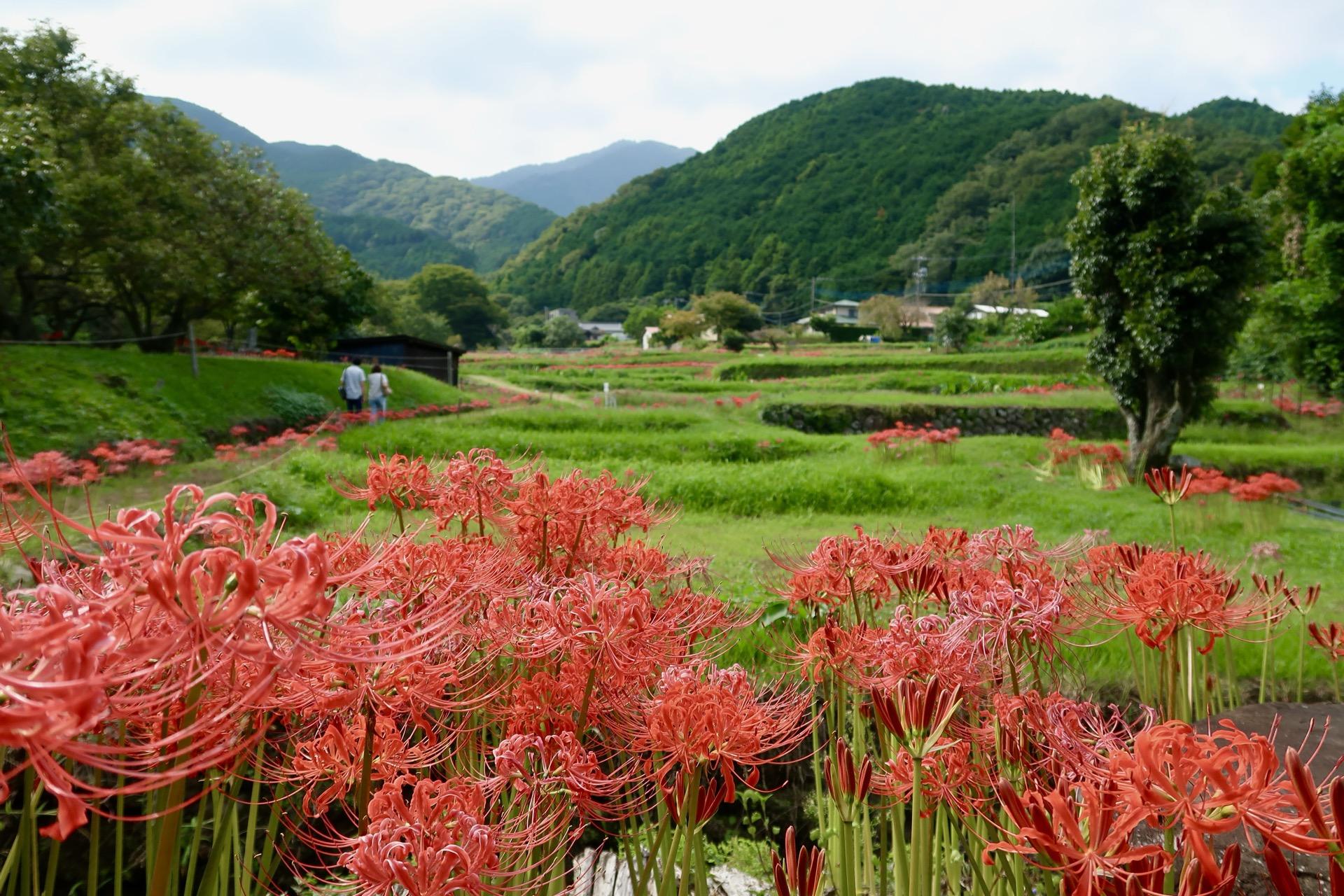ヤビツ→大山→日向薬師の彼岸花 / heeさんの大山の活動データ | YAMAP / ヤマップ