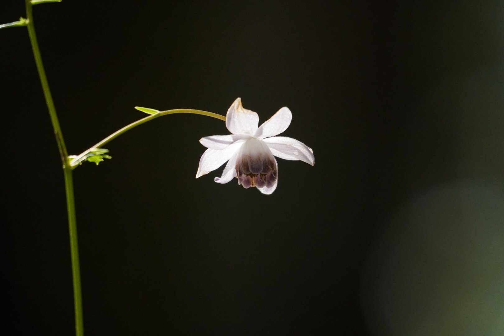 風越の頭・風越山 20230806 / snowyさんの木曽駒ヶ岳・空木岳・越百山の活動データ | YAMAP / ヤマップ