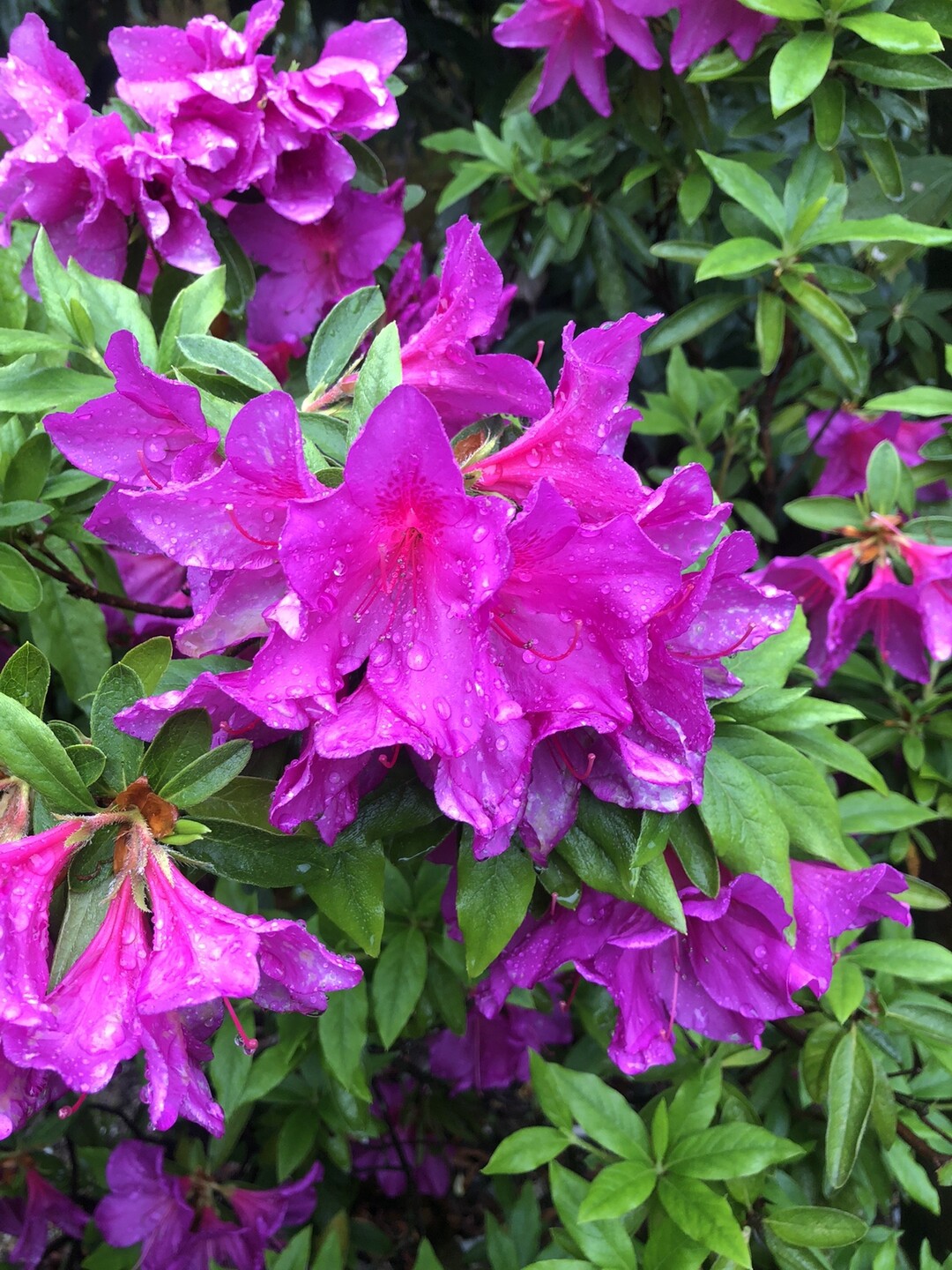 雨でした / SCORE さんのモーメント | YAMAP / ヤマップ