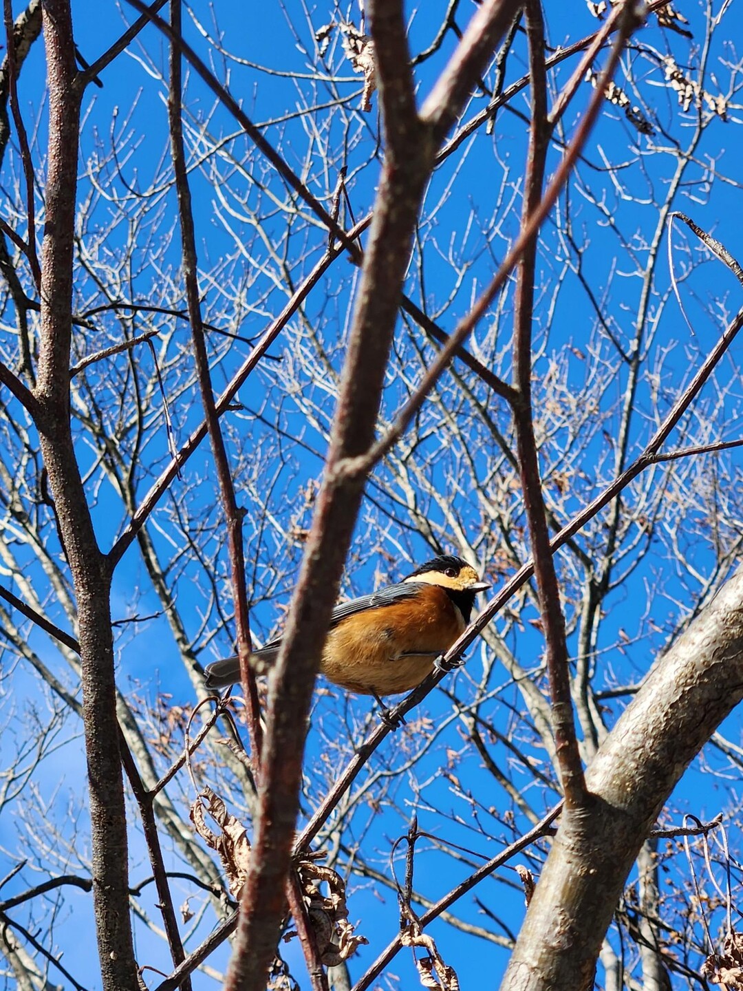 ヤマガラ見たくて弥彦山‼️ / kokoさんの弥彦山・多宝山・雨乞山の活動日記 | YAMAP / ヤマップ