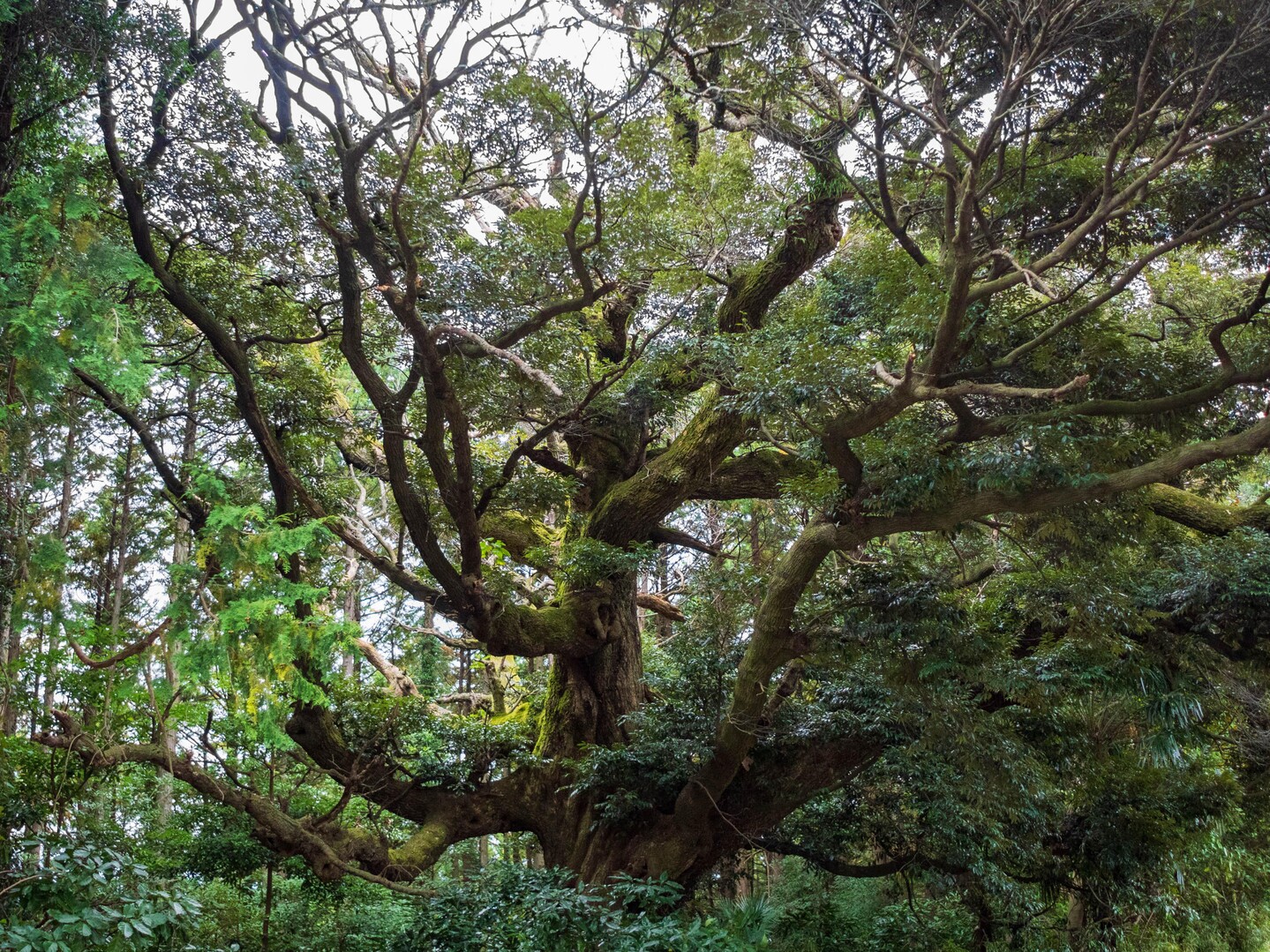 石垣山 / ns_walkerさんの幕山・南郷山の活動データ | YAMAP / ヤマップ