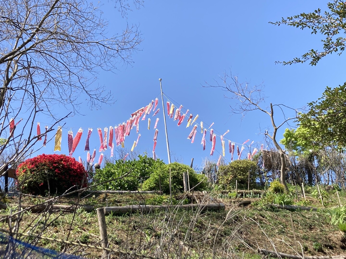 久々の大平山、頂上には鯉のぼりが泳いでい... / たかっshiさんのモーメント | YAMAP / ヤマップ