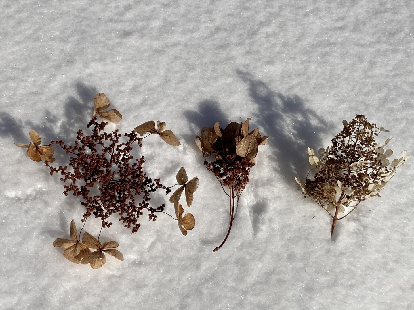 朝活藻岩山。。。比べてみた👀 ️ / 2525bbさんの藻岩山の活動データ | YAMAP / ヤマップ