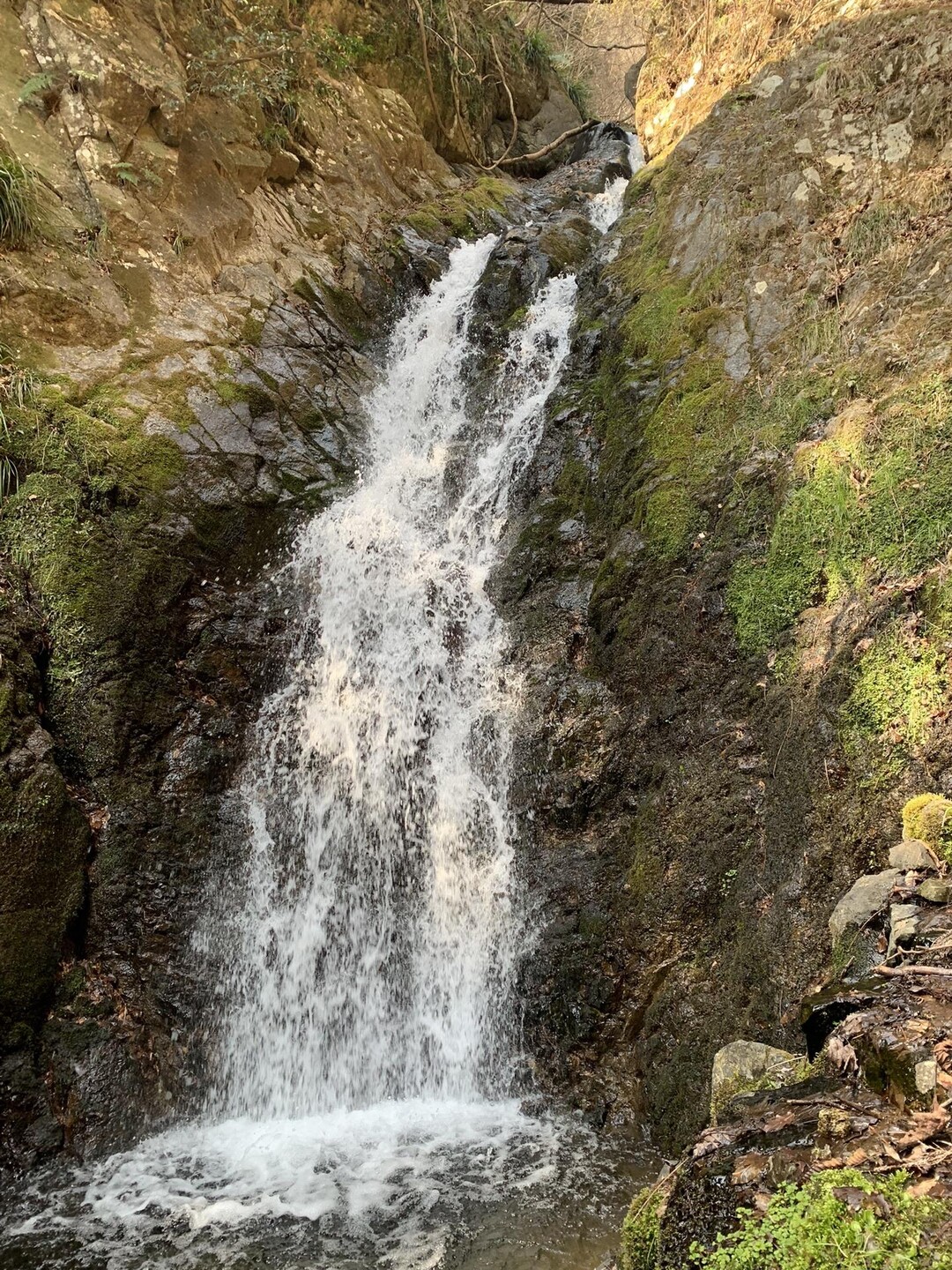 大山〜髭僧の滝 / ryuさんの大山の活動データ | YAMAP / ヤマップ