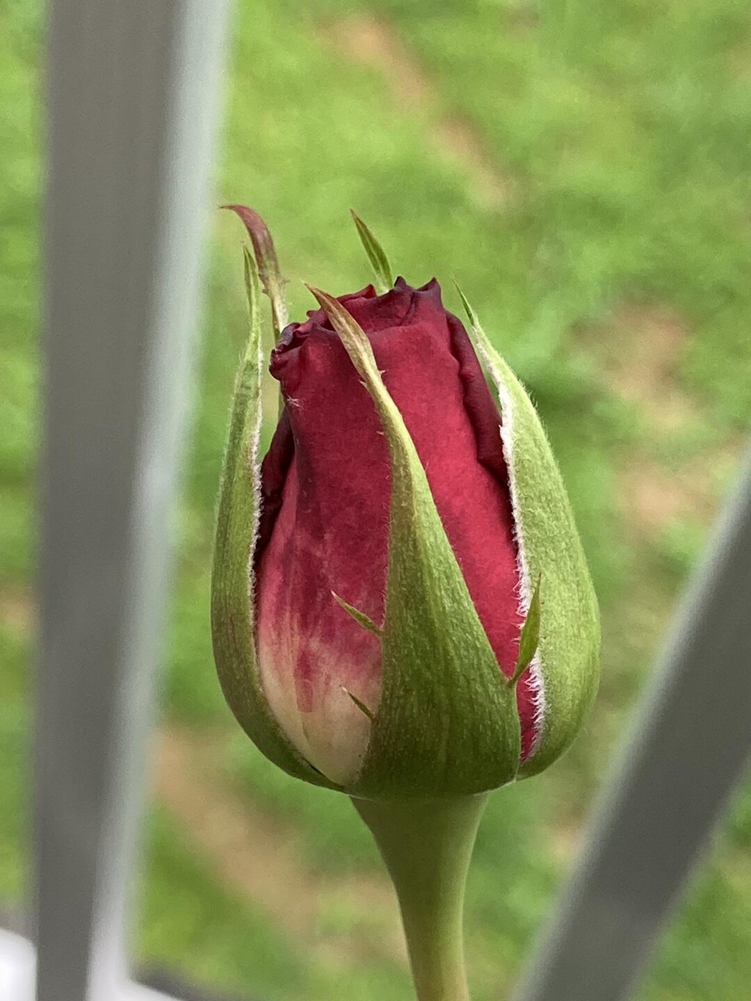 🌹バラが咲いた ️ マイガー... / hideさんのモーメント | YAMAP / ヤマップ