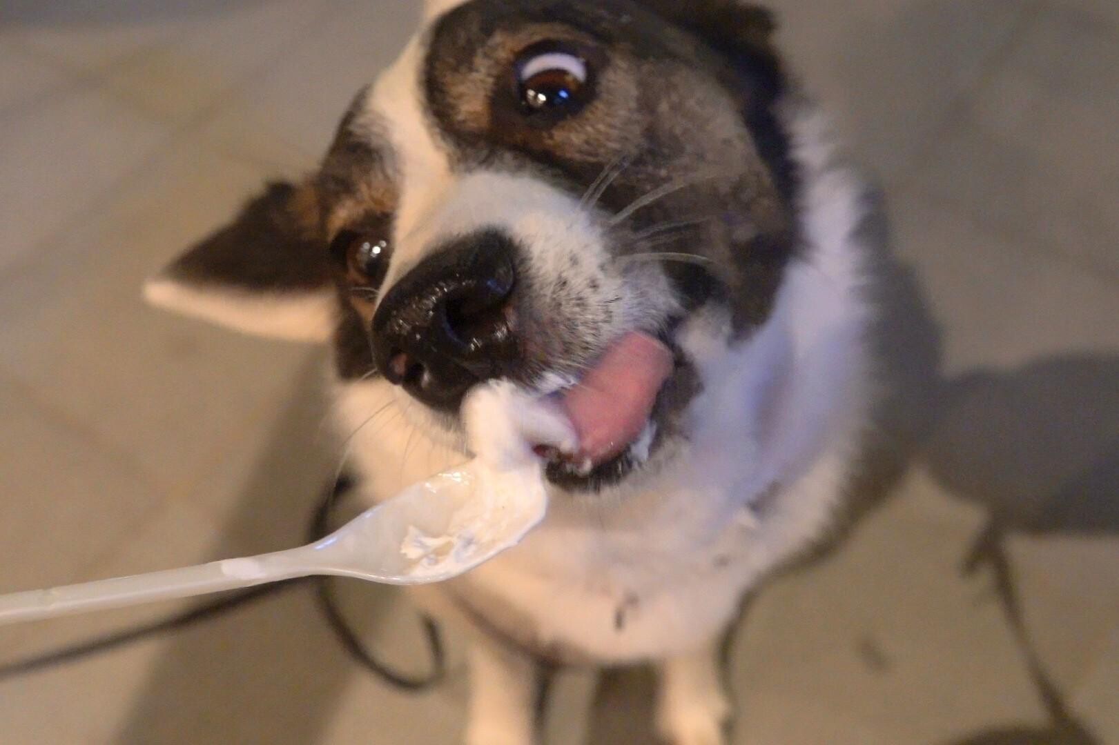 Dog evening 💫 夜の散歩... / もみじ🐺パパ😎さんのモーメント | YAMAP / ヤマップ