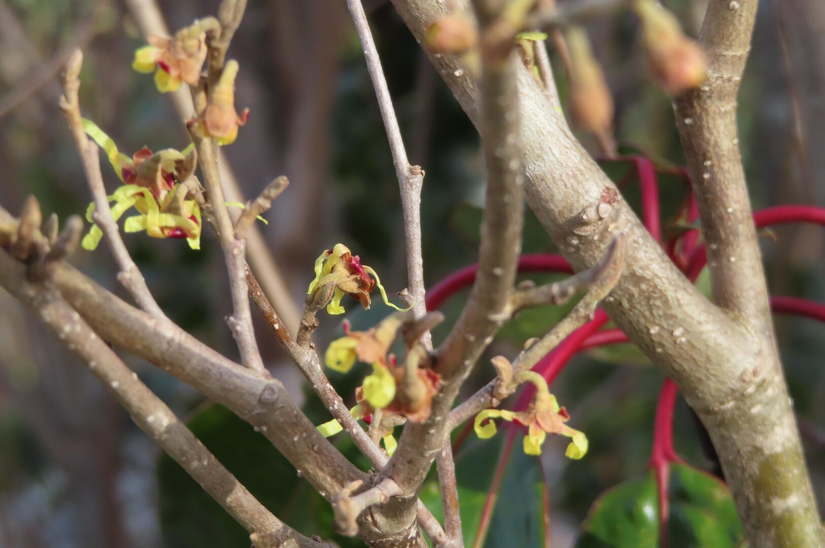 尖山-2024-02-29本道m2-本道m / Tona.Yamahasi.E.Sanpoさんの尖山の活動データ | YAMAP / ヤマップ