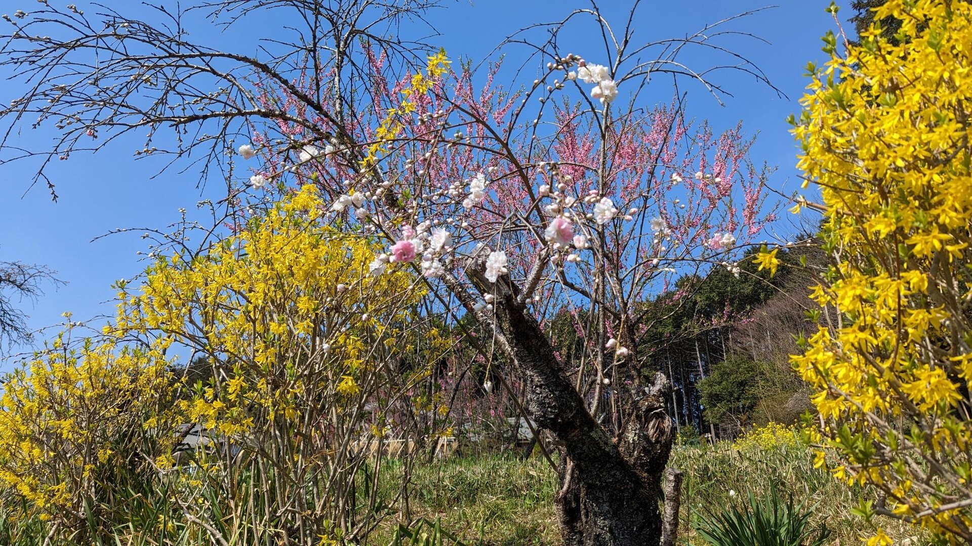 高取山・西山高取・根っこ山・大高取山・桂木山 / TK54さんの大高取山の活動データ | YAMAP / ヤマップ