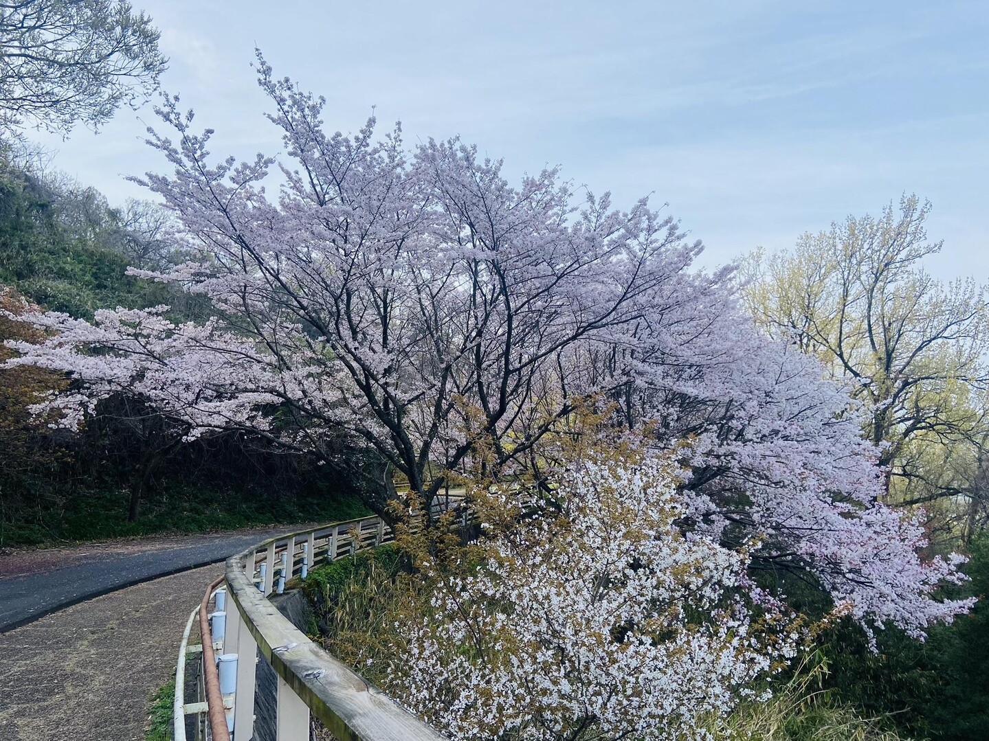 らくらく登山道の桜を見に朝ウォーキング🚶神津嶽 / MASAEさんの生駒山・神津嶽・大原山の活動データ | YAMAP / ヤマップ