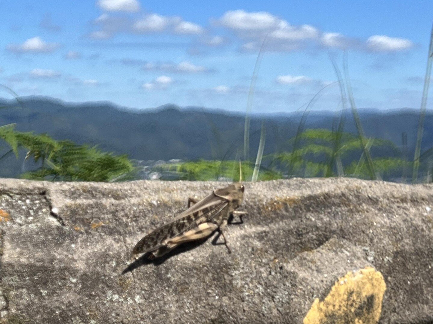 太華山 / chobeeさんの太華山の活動データ | YAMAP / ヤマップ