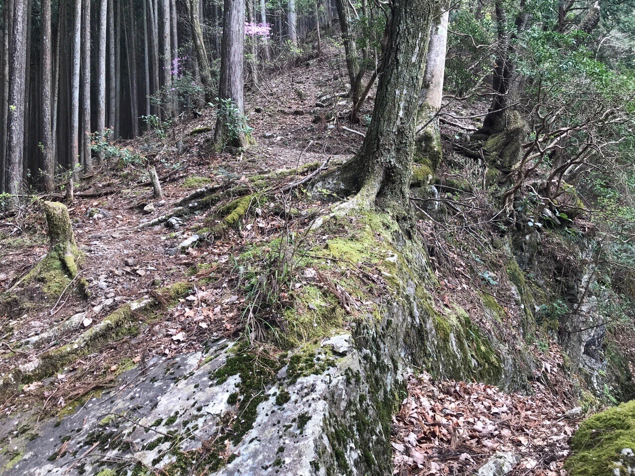 KAZさんの投稿したフィールドメモ | YAMAP / ヤマップ