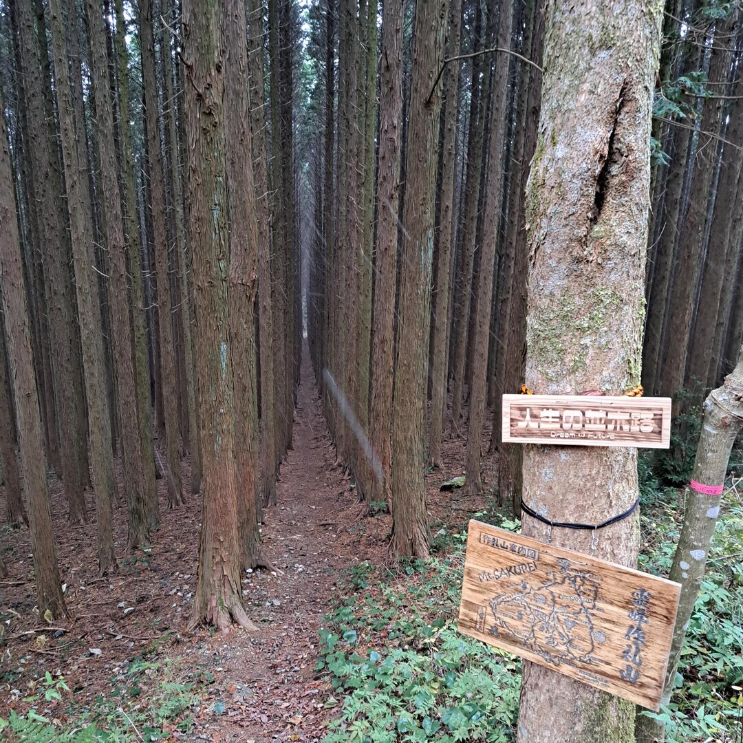 897ピーク・作礼山・作礼山東峰（権現山） / soloPさんの作礼山の活動データ | YAMAP / ヤマップ