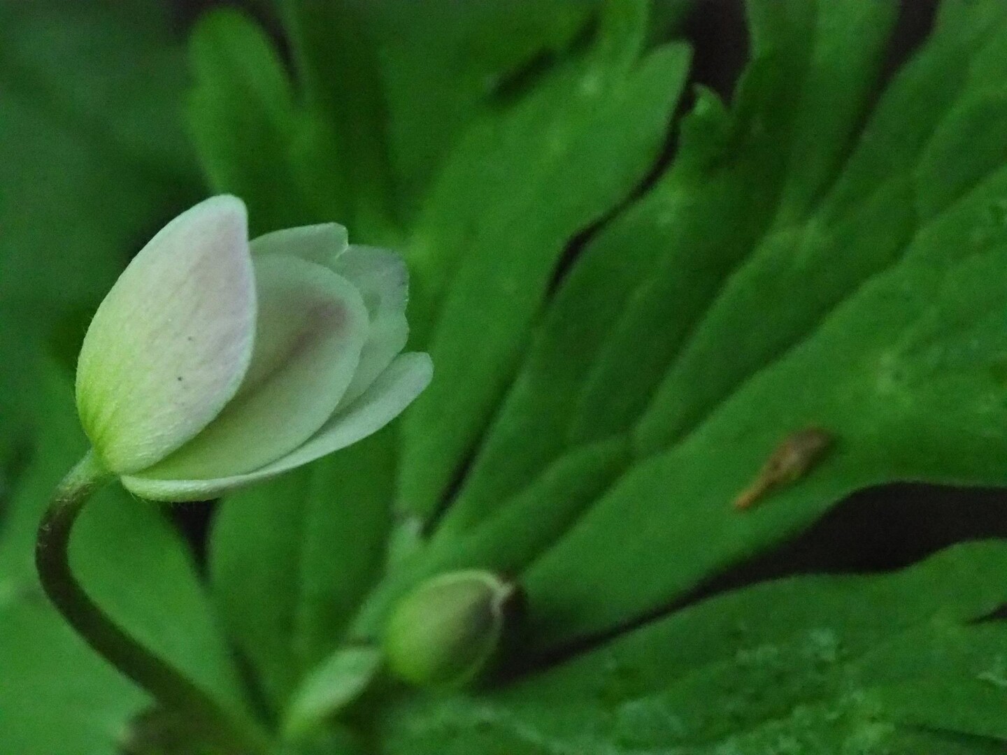 長官山・瀞台（馬追山）へ🌸🌸 / rucolaさんの馬追丘陵・長官山・瀞台（馬追山）の活動データ | YAMAP / ヤマップ