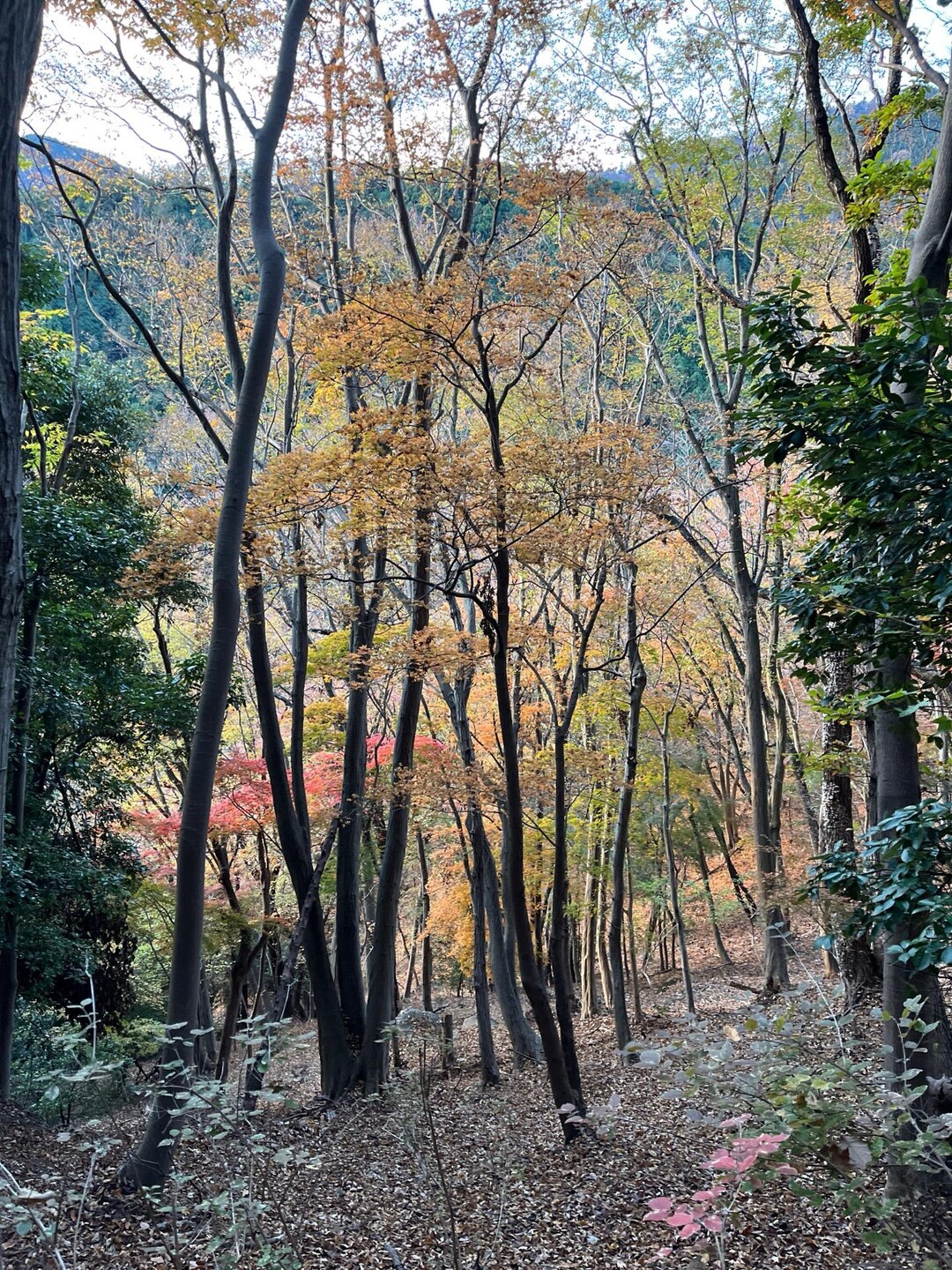 大山三峰山🍁🍂 / harumiさんの大山の活動データ | YAMAP / ヤマップ