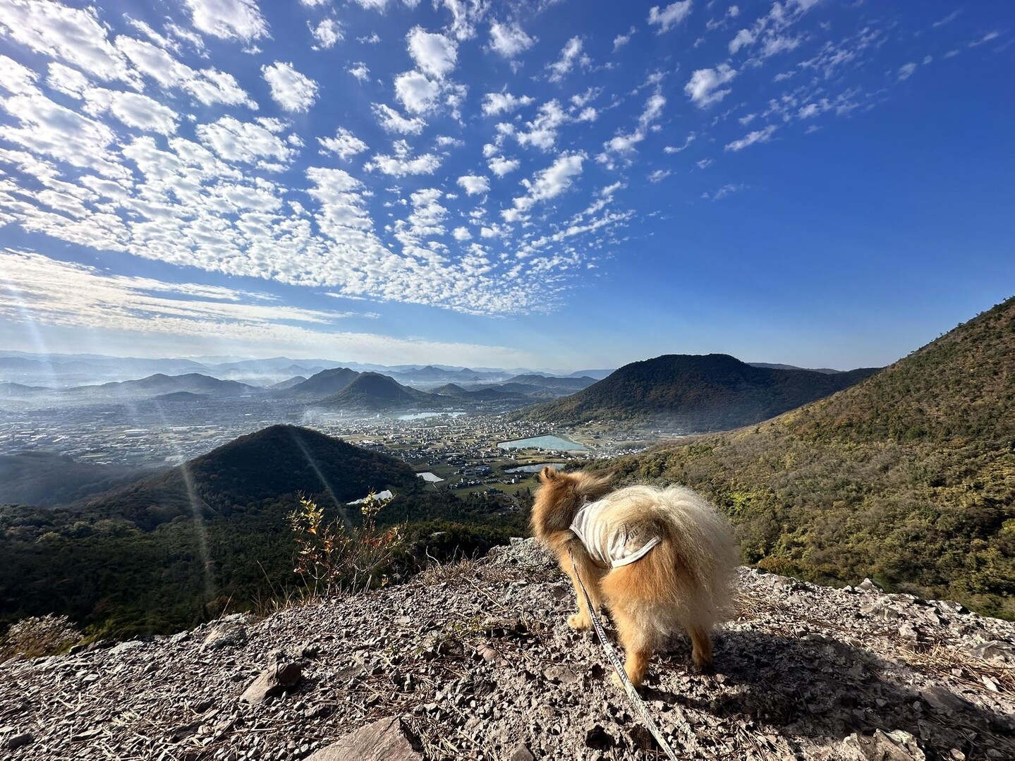 コチャと里山だﾜﾝ🐶 / さゆrinさんの四国遍路その20の活動データ | YAMAP / ヤマップ