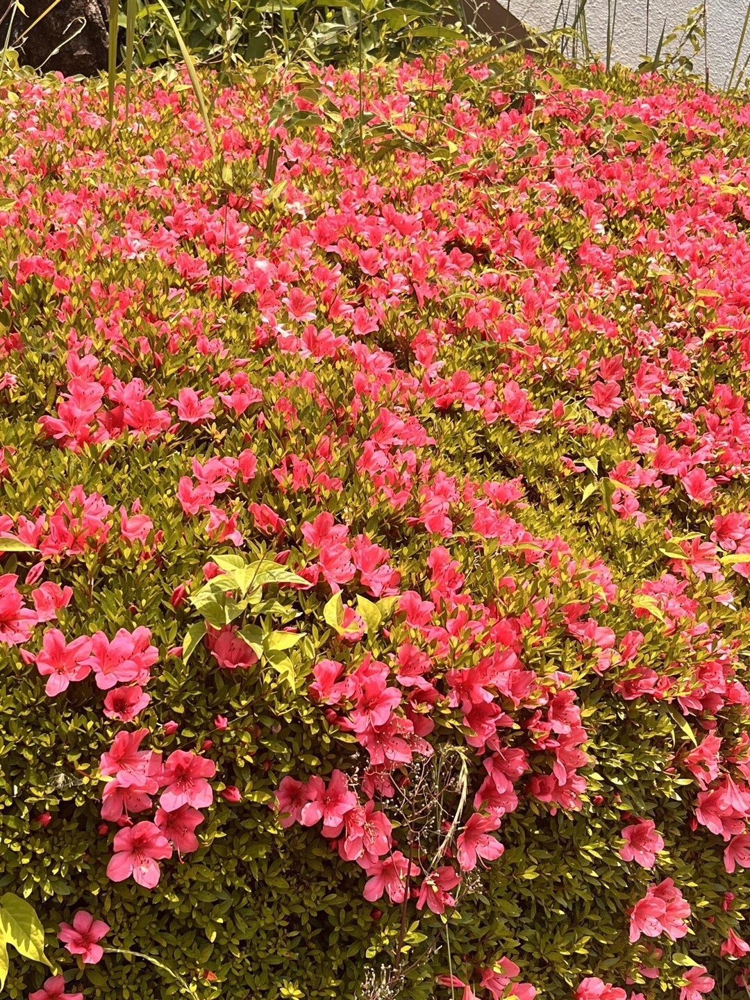 岳城山-2024-5-25(15) / kaz@Tak2さんの宝満山・三郡山・若杉山の活動データ | YAMAP / ヤマップ