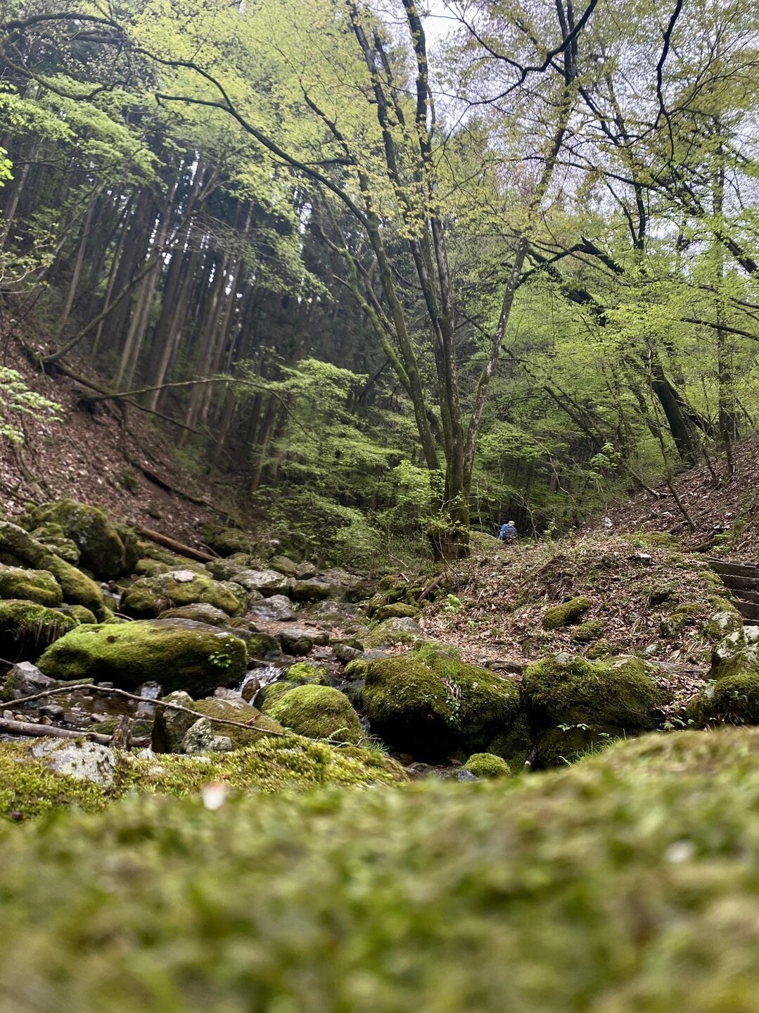 新緑の御岳山ロックガーデンからつるつる温泉 / ken-sukeさんの大岳山・御岳山・御前山の活動データ | YAMAP / ヤマップ
