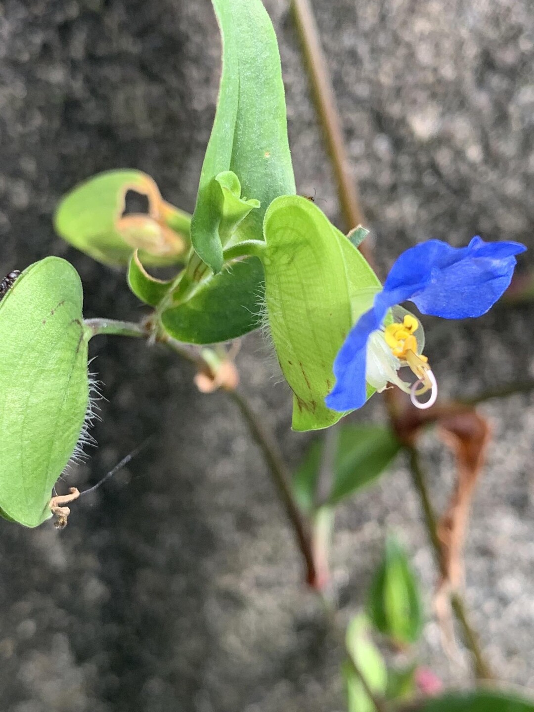 ケツユクサ他 この性格、気が向かなきゃ... / Atto-Rieさんのモーメント | YAMAP / ヤマップ
