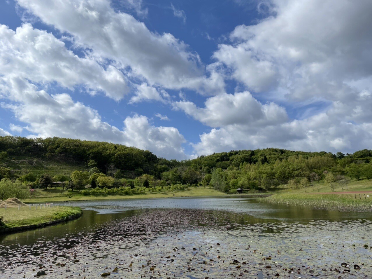 花便りvol.10 連休に入りお散歩コー... / kaizaさんのモーメント | YAMAP / ヤマップ