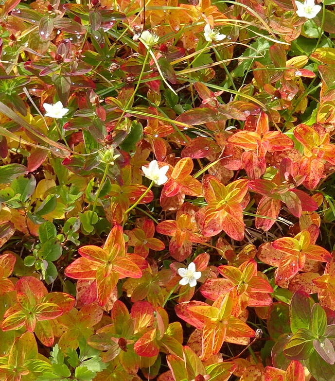 羊蹄山（後方羊蹄山）真狩コース / 山おじさんさんの羊蹄山（蝦夷富士）の活動日記 | YAMAP / ヤマップ