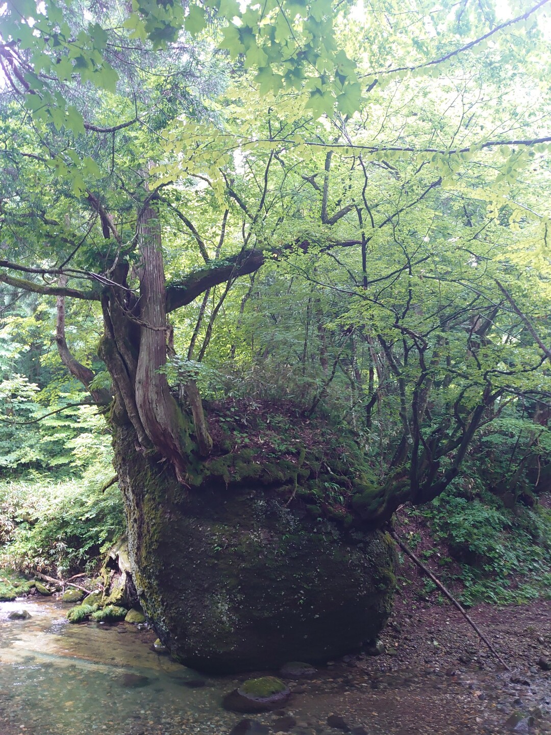 ネコバリ岩 / aer0ckさんの太平山・馬場目岳の活動データ | YAMAP / ヤマップ