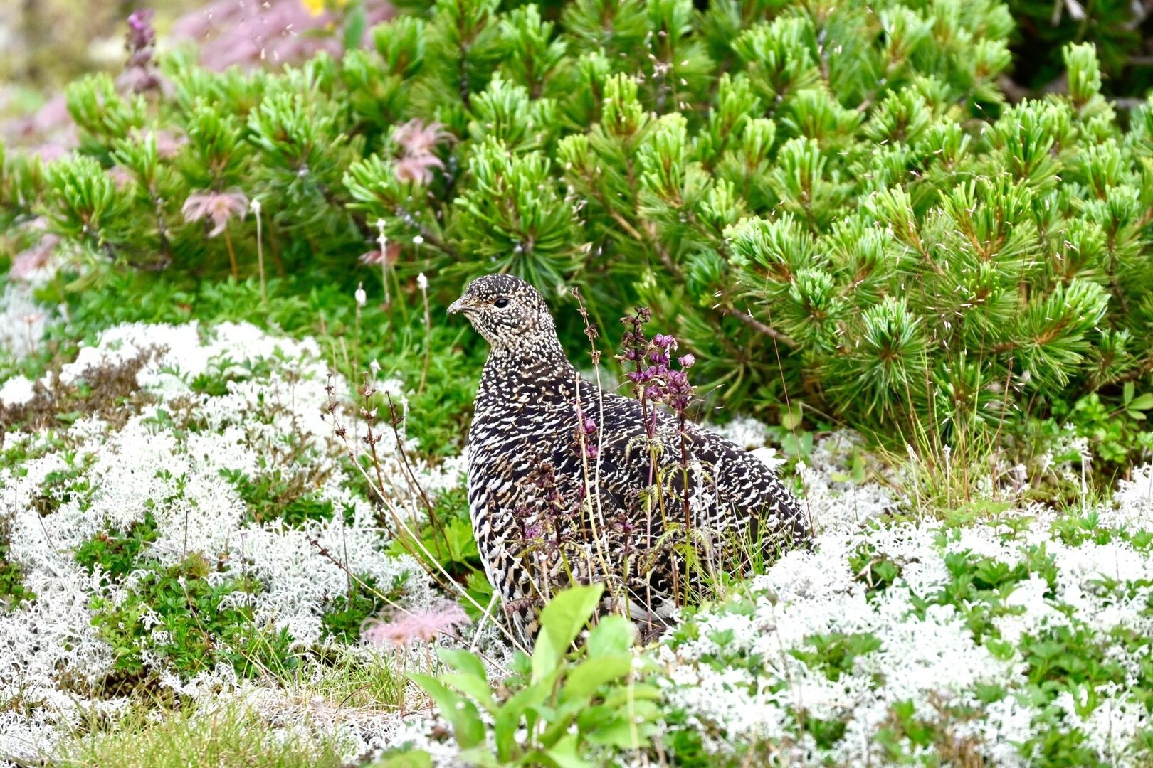 すーごい大満喫の北アルプス遠征でした🥹... / megumiさんのモーメント | YAMAP / ヤマップ
