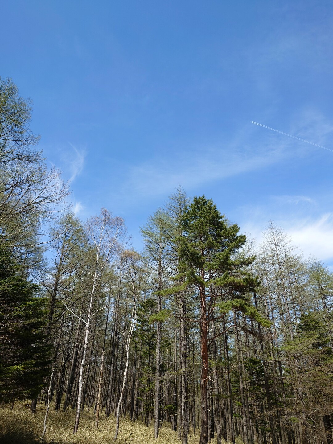 美し森山 / totoさんの八ヶ岳（赤岳・硫黄岳・天狗岳）の活動データ | YAMAP / ヤマップ