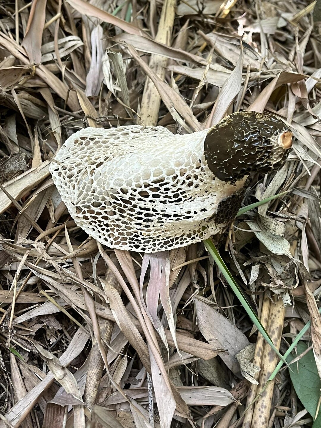 ようやく会えた〜朝日山の女王様 / marumoさんの朝日山の活動データ | YAMAP / ヤマップ