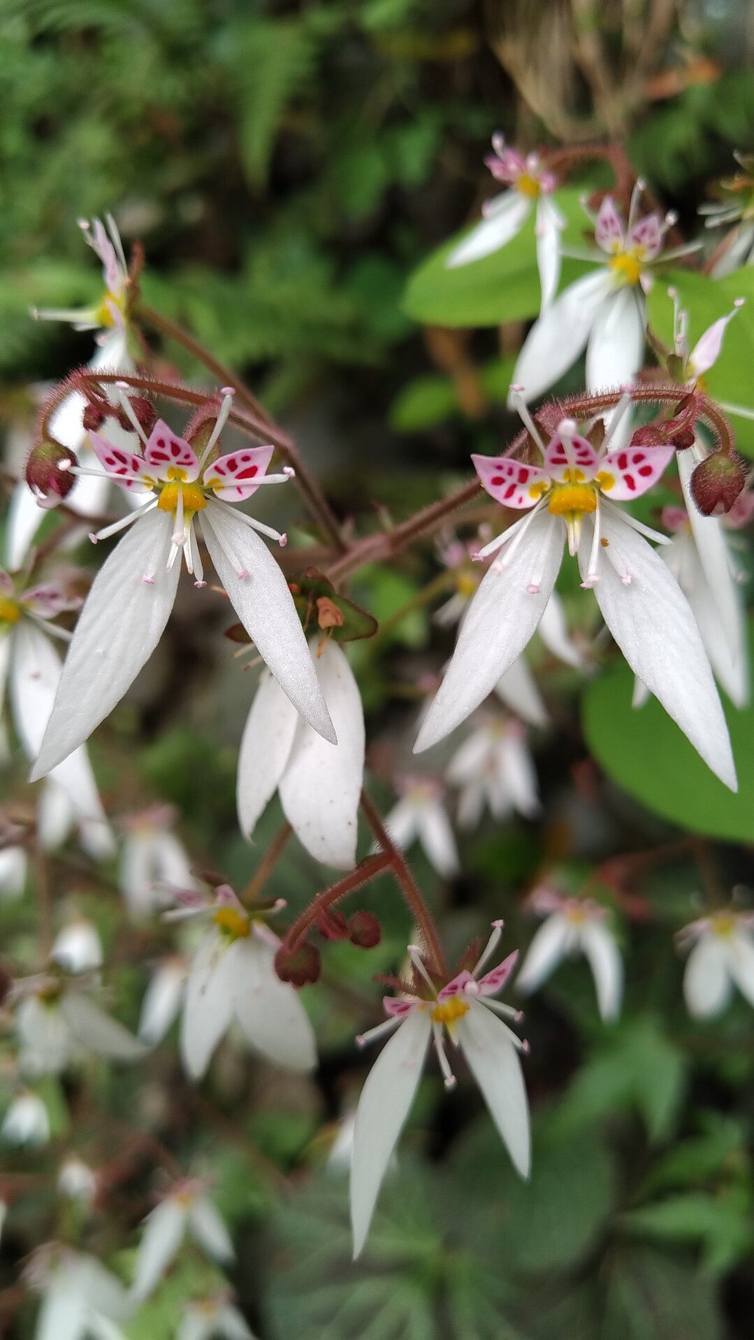 満観峰 / hachiさんの焼津アルプス（高草山・満観峰・花沢山）・徳願寺山の活動データ | YAMAP / ヤマップ
