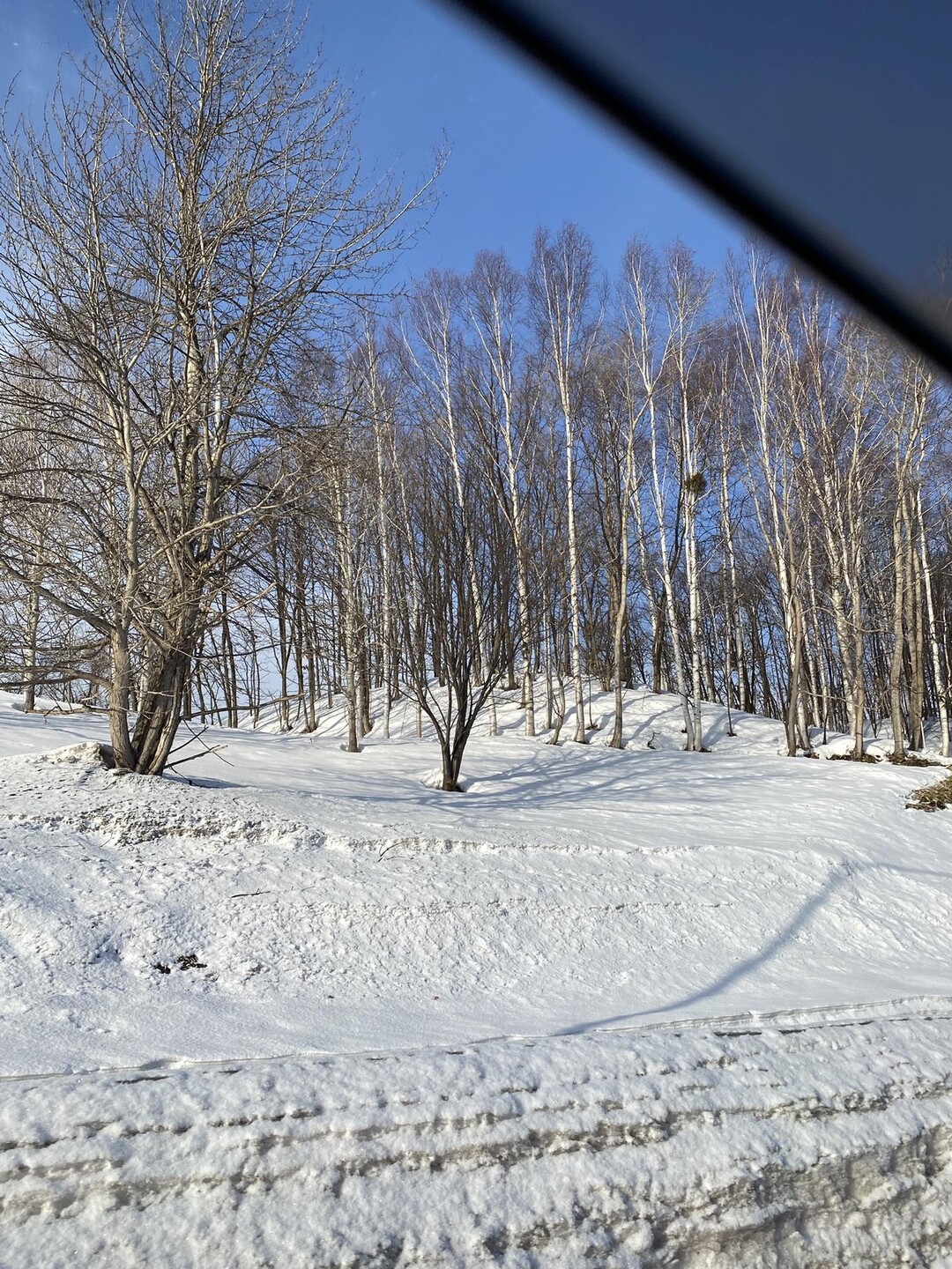 昼間は 暖かい晴天 午後から一転して ... / 🐥BIBI🐥さんのモーメント | YAMAP / ヤマップ