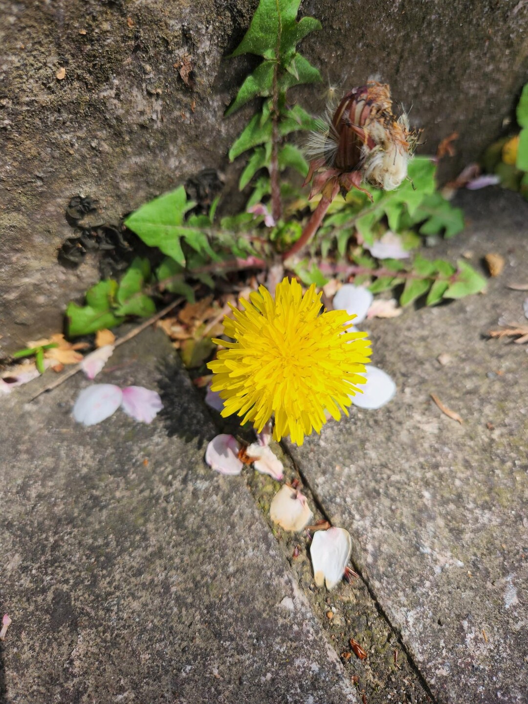 癒され🌸南三里山 / obamaさんの三里山・行司岳の活動データ | YAMAP / ヤマップ