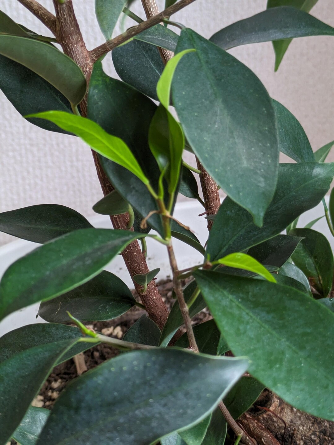 ガジュマル若葉発見!！ ホームセンターで... / kecoさんのモーメント | YAMAP / ヤマップ