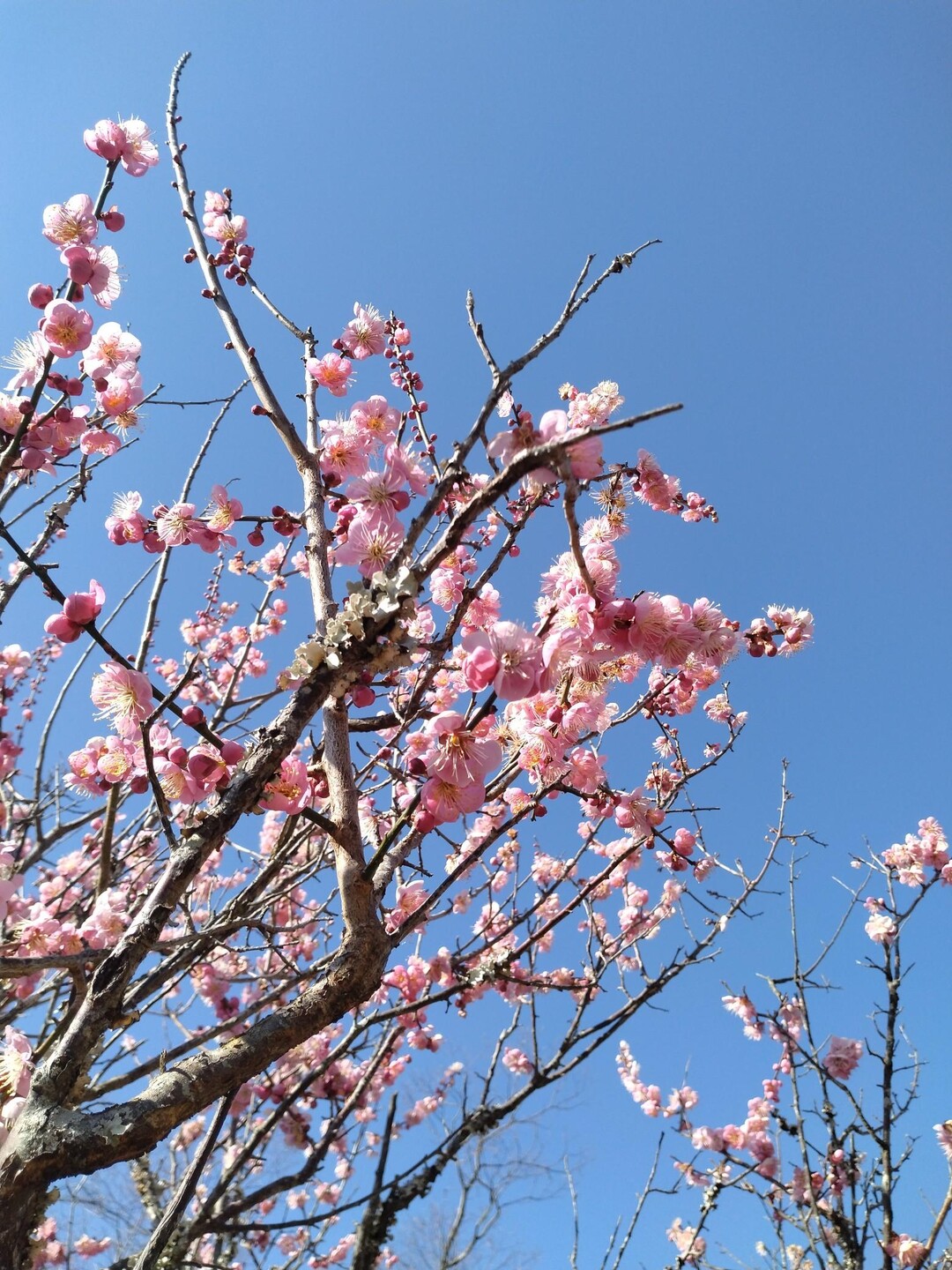 重量多めトレーニングで須磨の春を満喫 / nanohさんの六甲山・長峰山・摩耶山の活動データ | YAMAP / ヤマップ