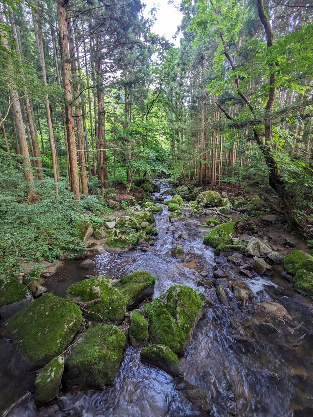 2024.08.14(水) 14:40 / 抹茶金時あんこさんのモーメント | YAMAP / ヤマップ