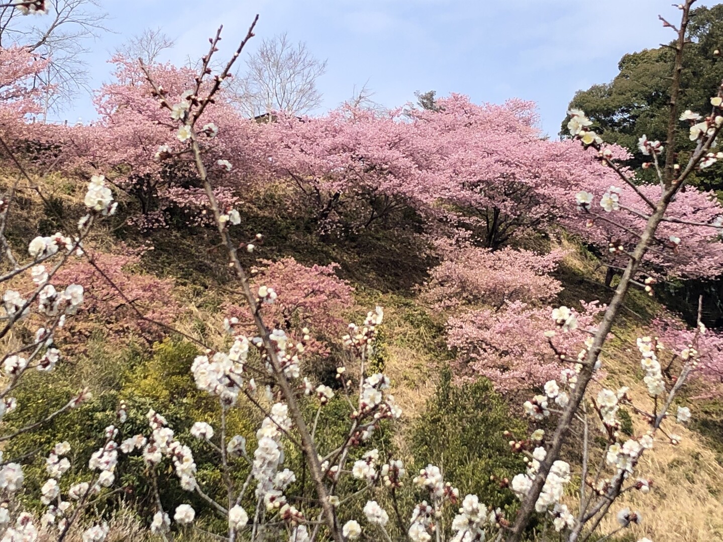 河津桜 / pixyさんのモーメント | YAMAP / ヤマップ
