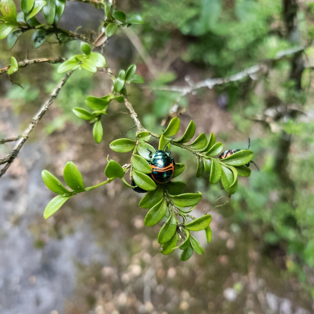 HIGH PRESSURE☀ / ぴょんたろうさんの古処山・屏山・馬見山・江川岳の活動データ | YAMAP / ヤマップ