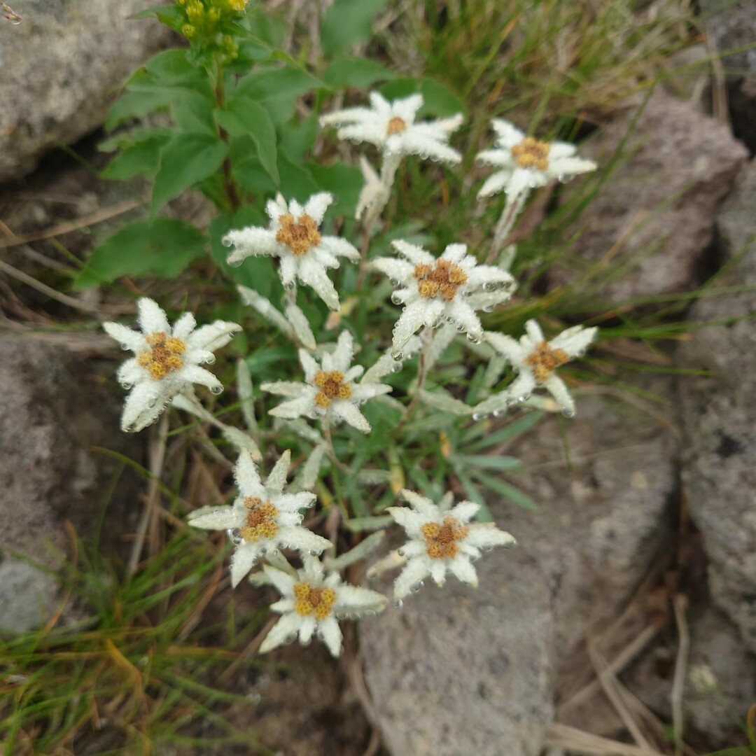 3度目の月山🐰 / mickeyさんの月山の活動データ | YAMAP / ヤマップ