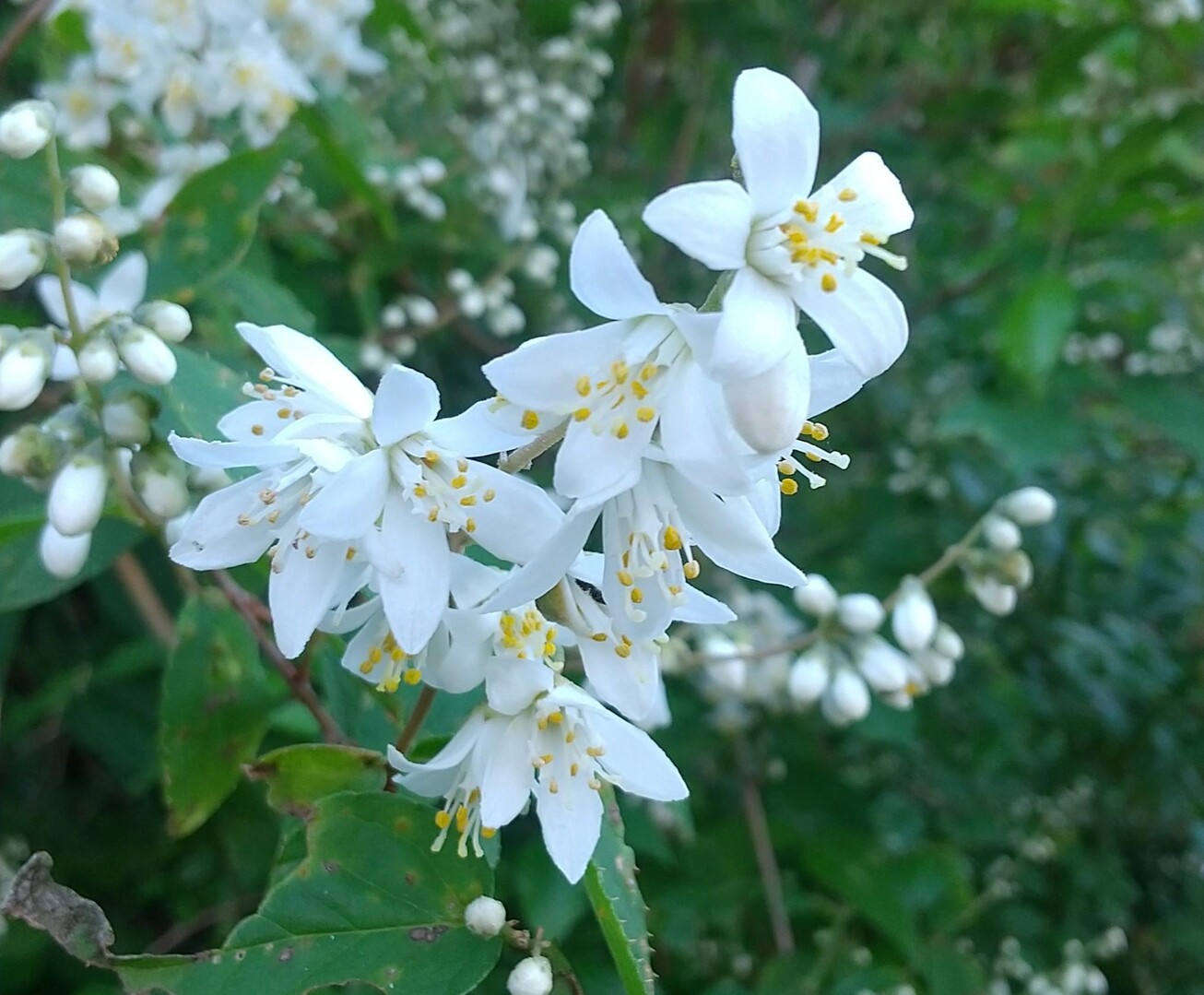 ウツギ、卯の花 / トニーさんのモーメント | YAMAP / ヤマップ