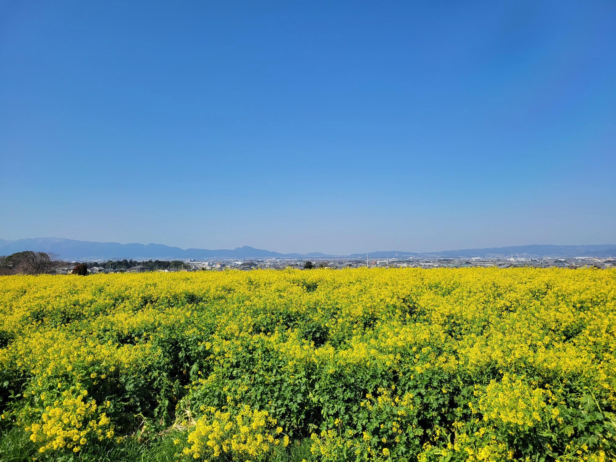 春の山の辺の道🏵️2025.3.20 / kaolinさんの三輪山・巻向山・龍王山の活動データ | YAMAP / ヤマップ