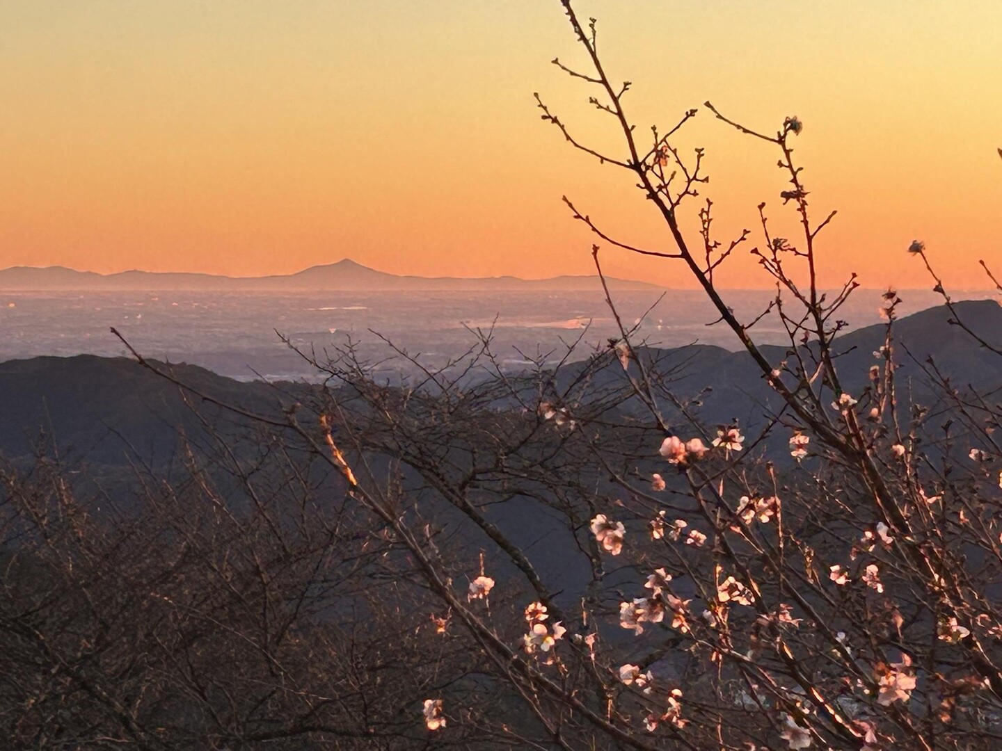 桜山朝活🌅〜欲張り登山の日 / sorarinnさんの金鑚御嶽山の活動データ | YAMAP / ヤマップ