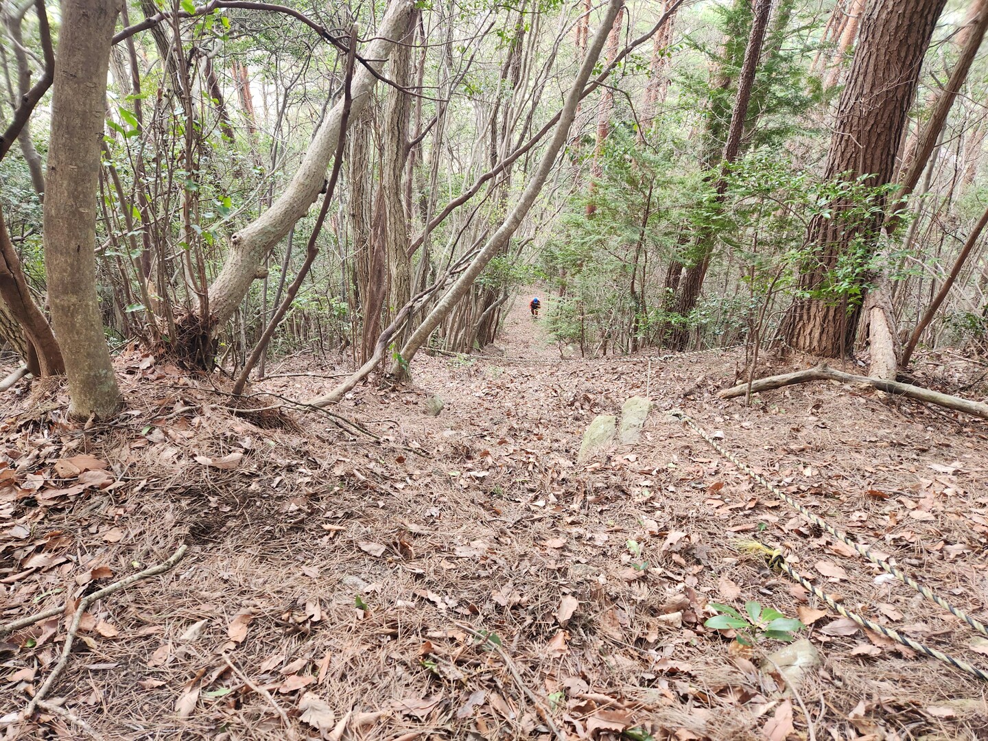 四国百名山”だらっと”踏破一直線 第15回「大滝山」 / TEAM志刻Walkerさんの大滝山・苫尾山・大相山の活動データ | YAMAP / ヤマップ