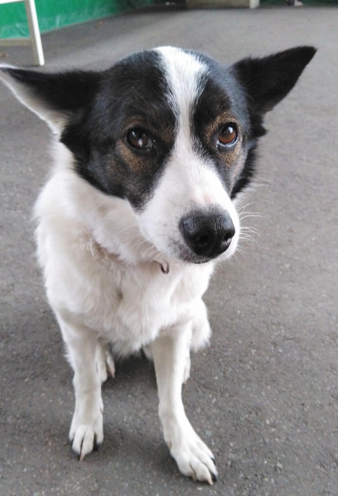 Dog afternoon 明日は平地... / もみじ🐺パパ😎さんのモーメント | YAMAP / ヤマップ