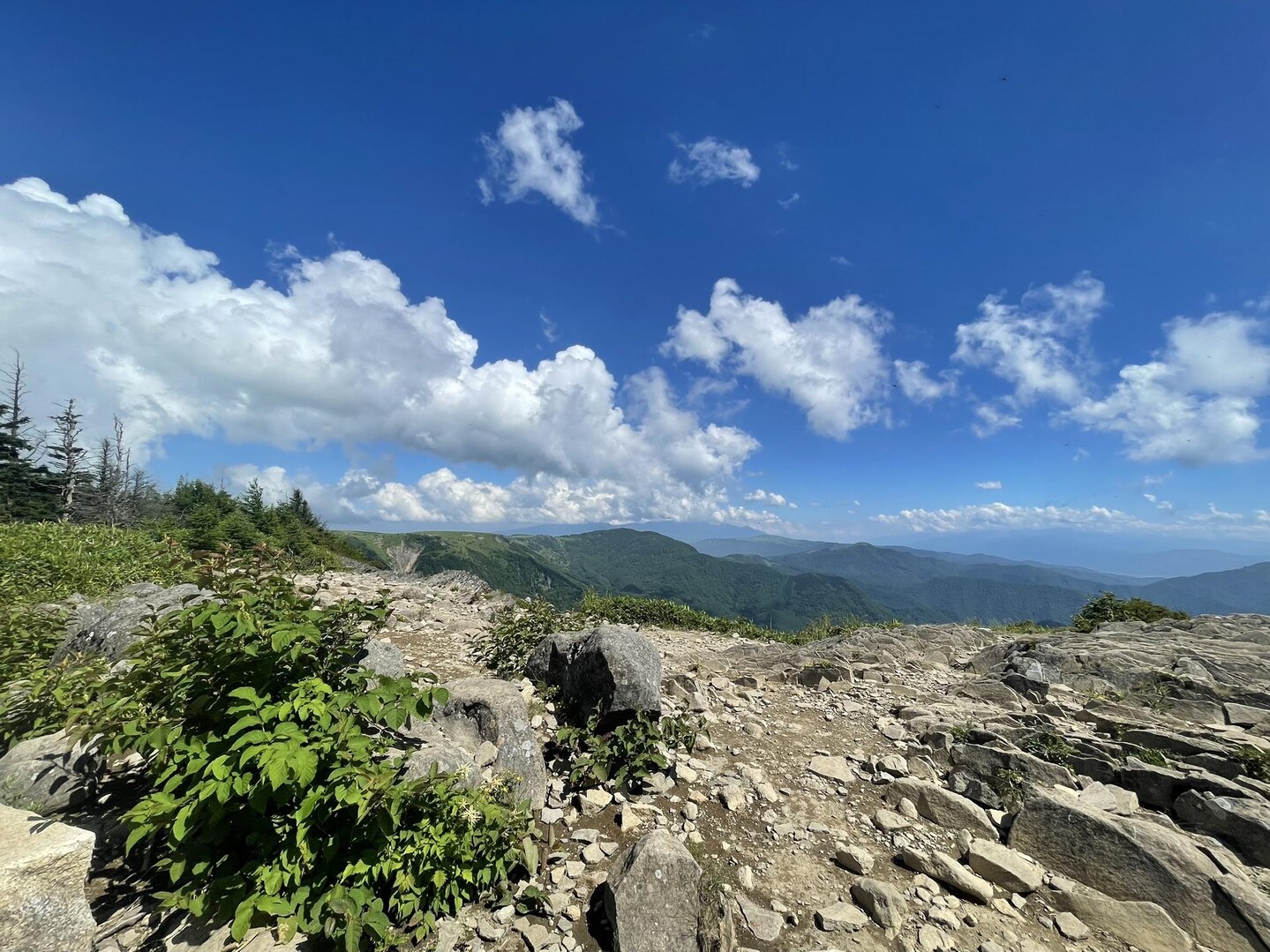 中央分水嶺トレイル(大門峠〜王ヶ頭) / shioさんの霧ヶ峰・車山・大笹峰の活動データ | YAMAP / ヤマップ