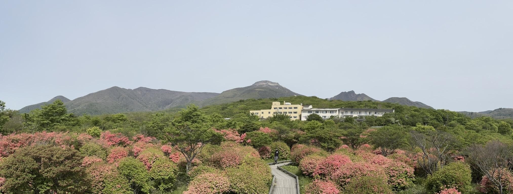 八幡ツツジ群落-2024-05-19 / Uraraさんのウォーキングの活動データ | YAMAP / ヤマップ