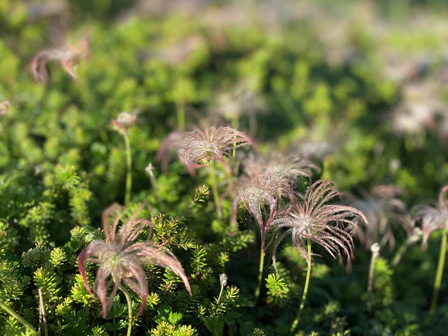 白山（御前峰） / MIO さんの白山・別山・銚子ヶ峰の活動データ | YAMAP / ヤマップ