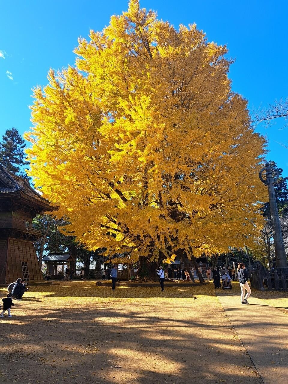大イチョウ🍁航空際 小町山⛰️ / Megさんの宝篋山・富岡山の活動データ | YAMAP / ヤマップ