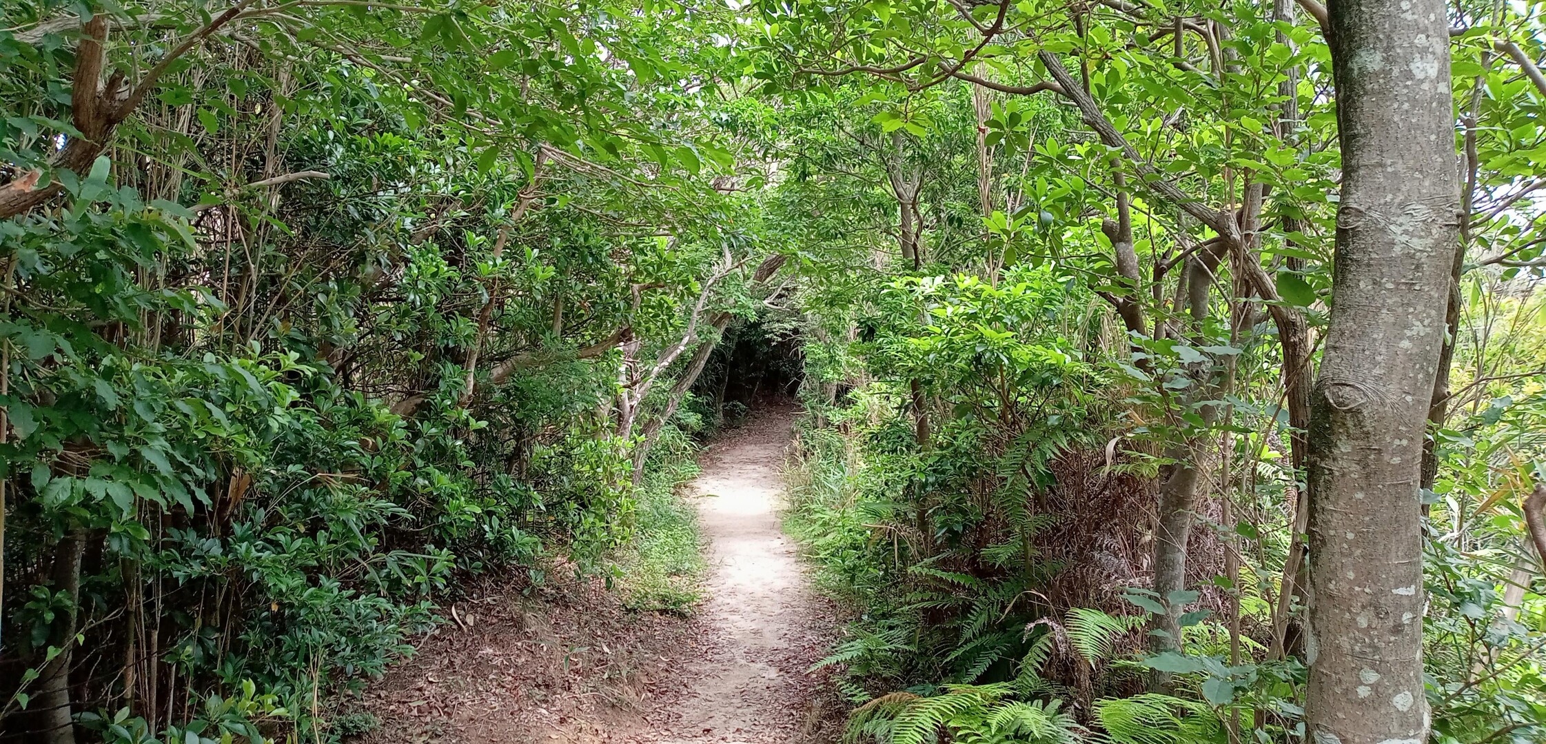 鐘撞山・高祖山・高地山・叶岳周回⛰トレ / hacoさんの高祖山・飯盛山・叶岳の活動データ | YAMAP / ヤマップ